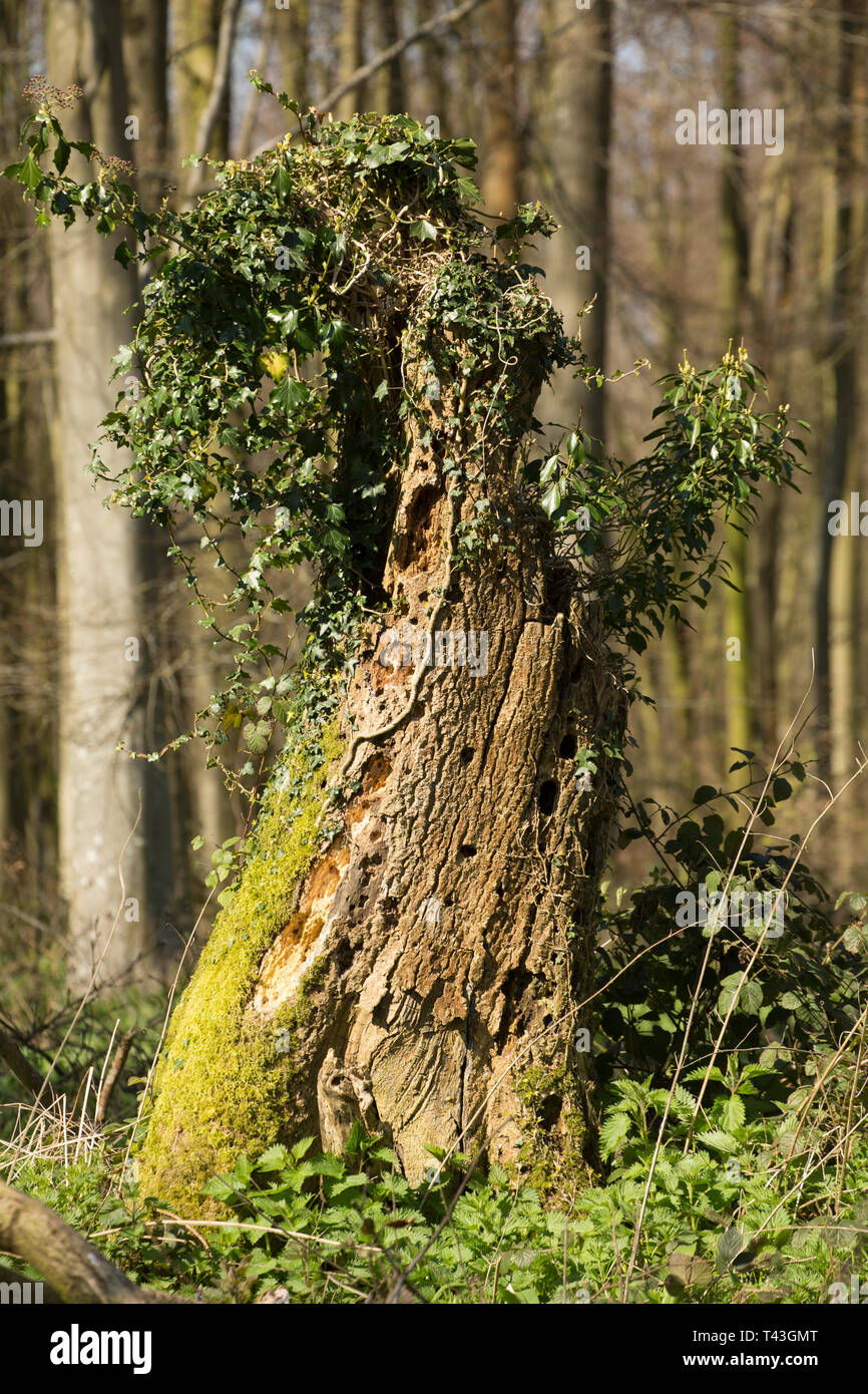 A rotten tree stump with ivy, Hedera helix, growing around it. Decaying ...
