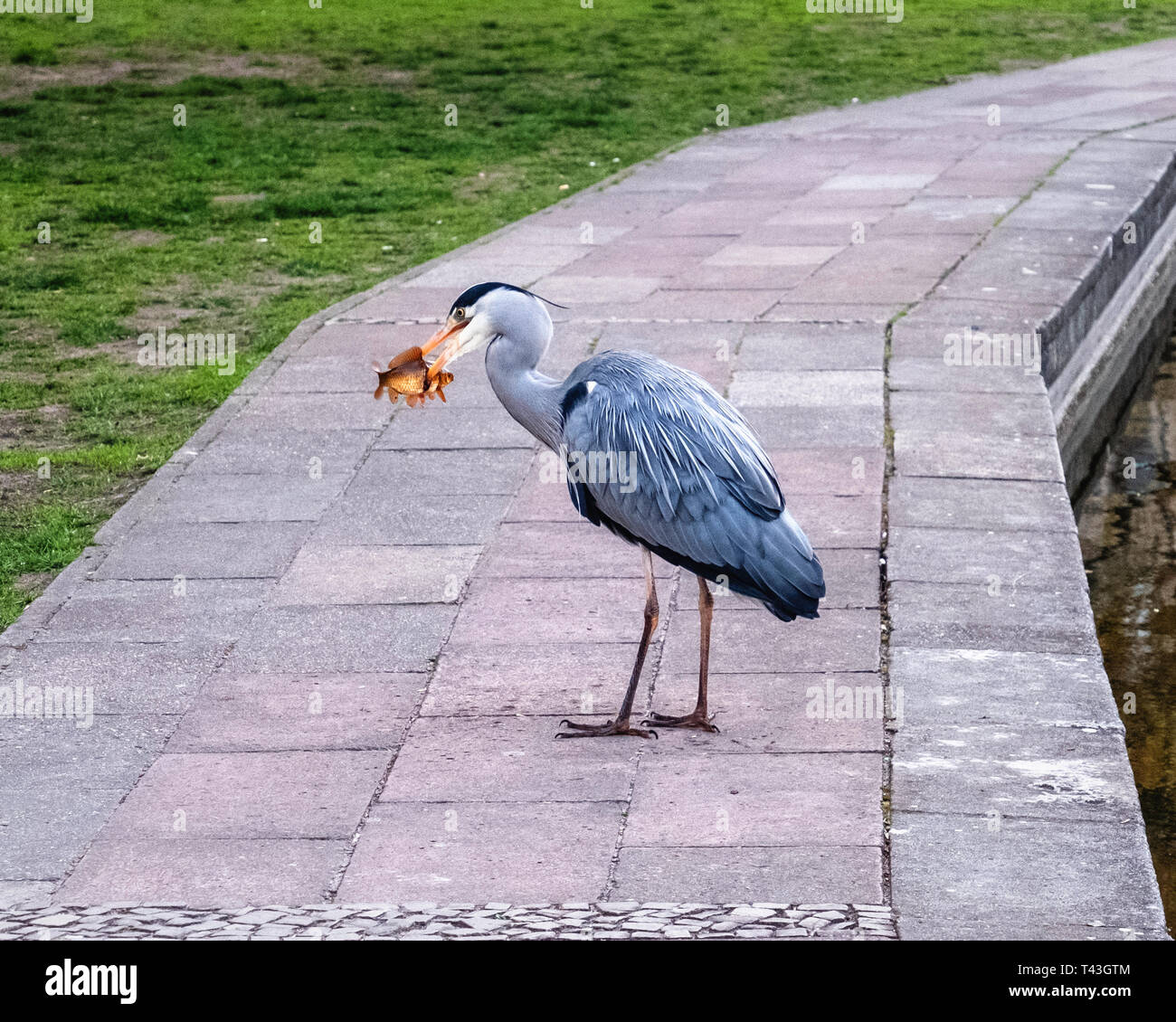 Goldfish eating fish hi-res stock photography and images - Alamy