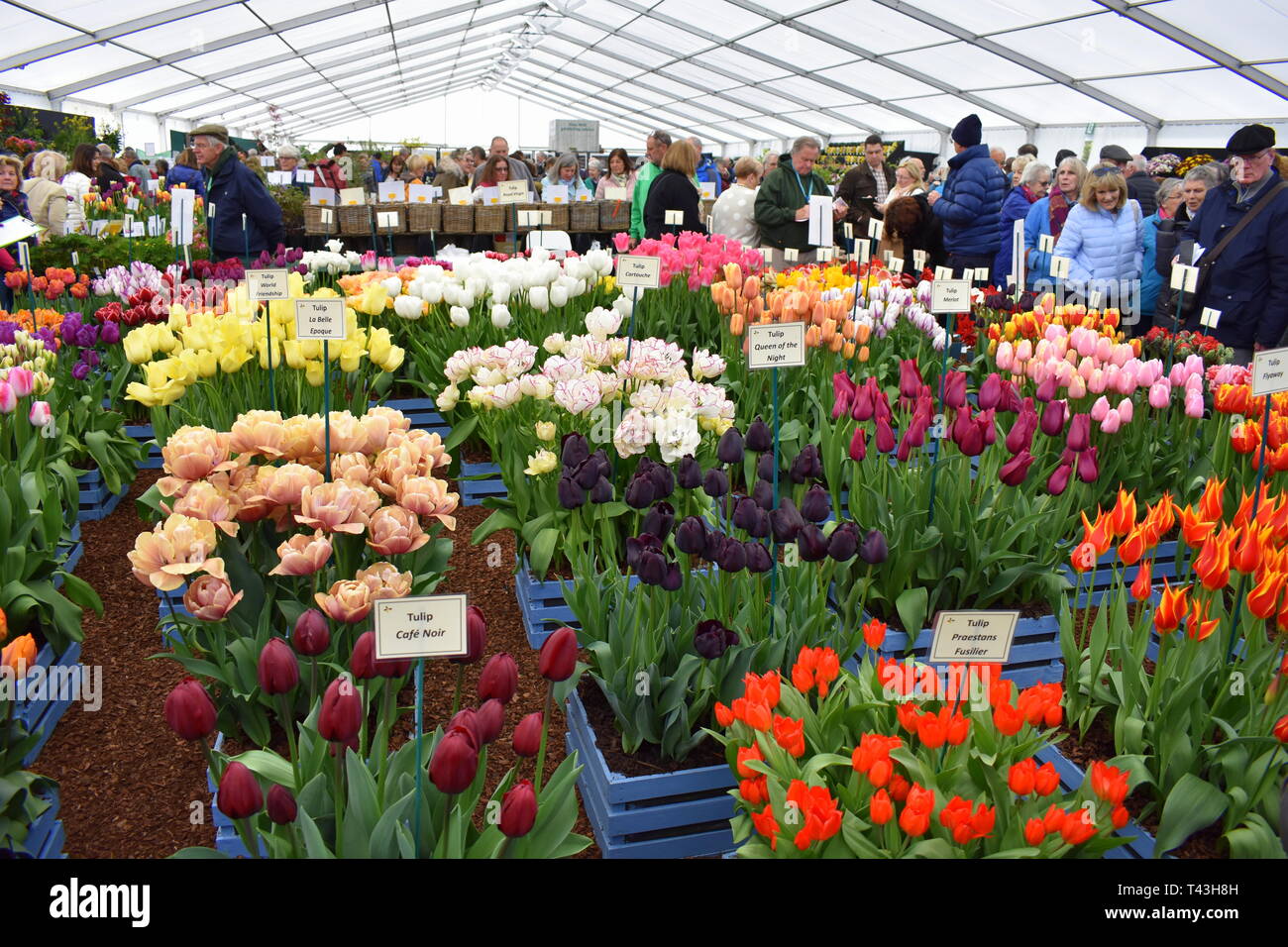 Tulip display hi-res stock photography and images - Alamy