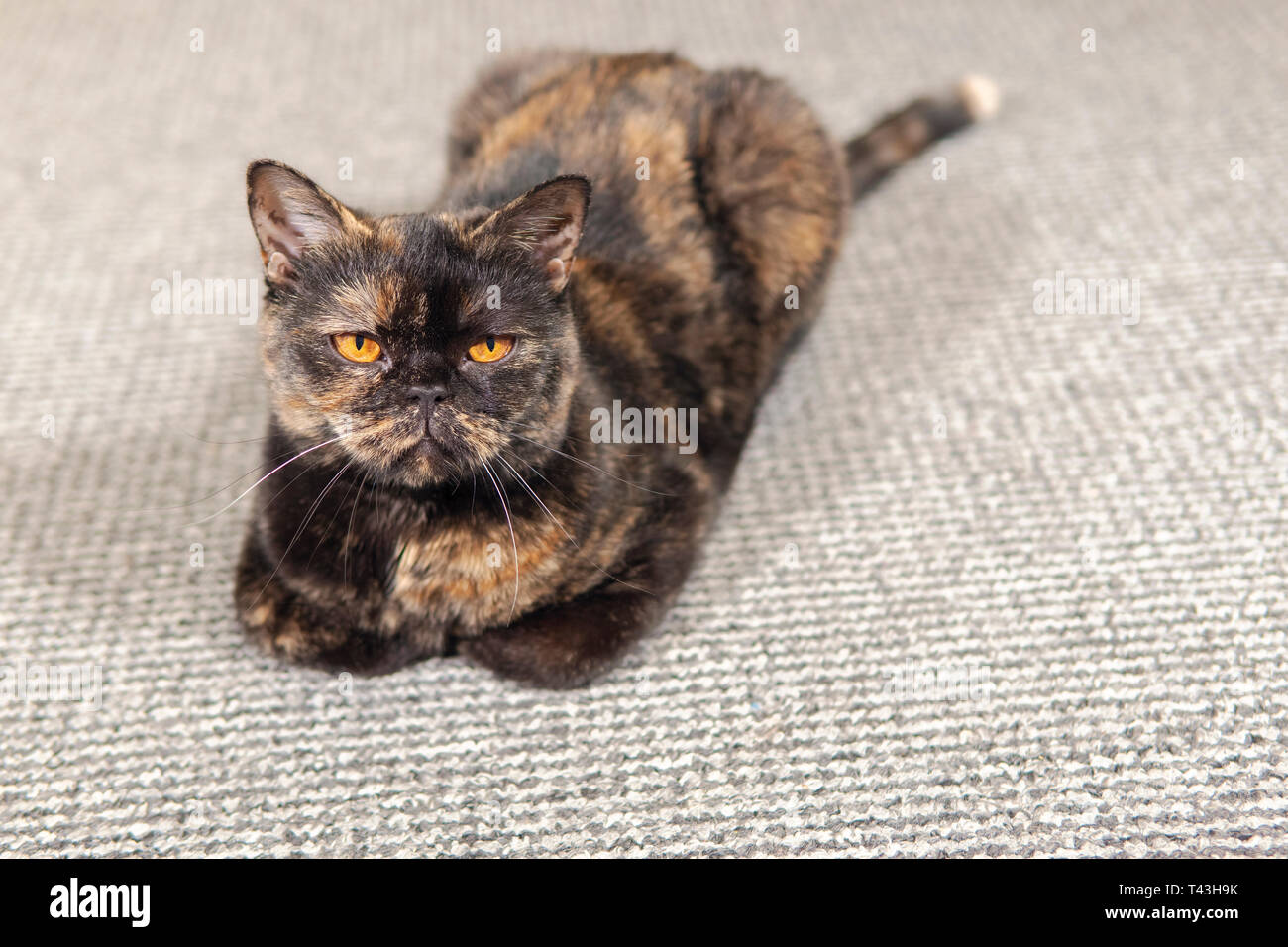 Paws under hi-res stock photography and images - Alamy