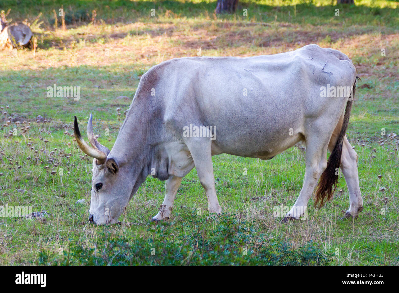 Tuscany cow hi-res stock photography and images - Alamy