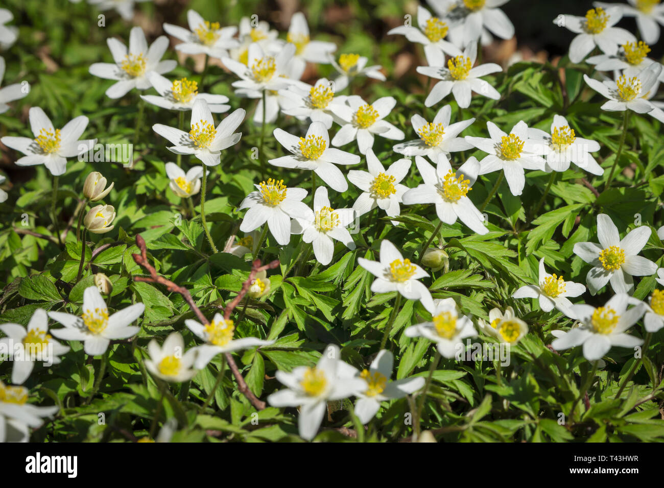 Detail view of wood anemones Stock Photo - Alamy