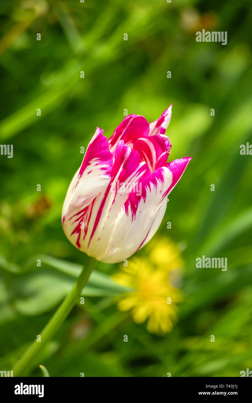Tulip solitary hi-res stock photography and images - Alamy