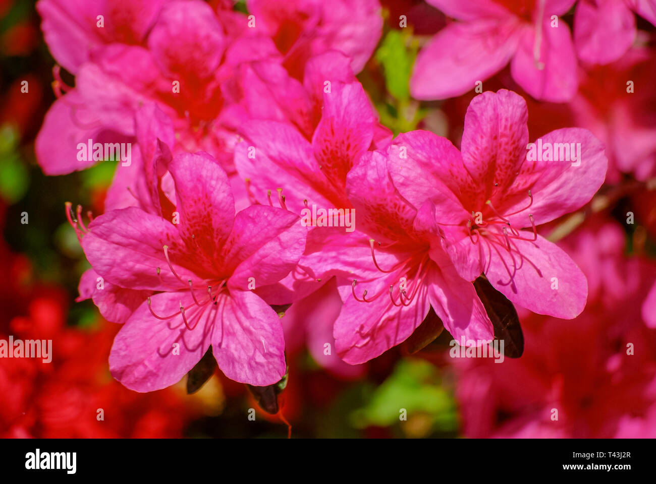 Flowering rhododendron in full splendour Stock Photo - Alamy