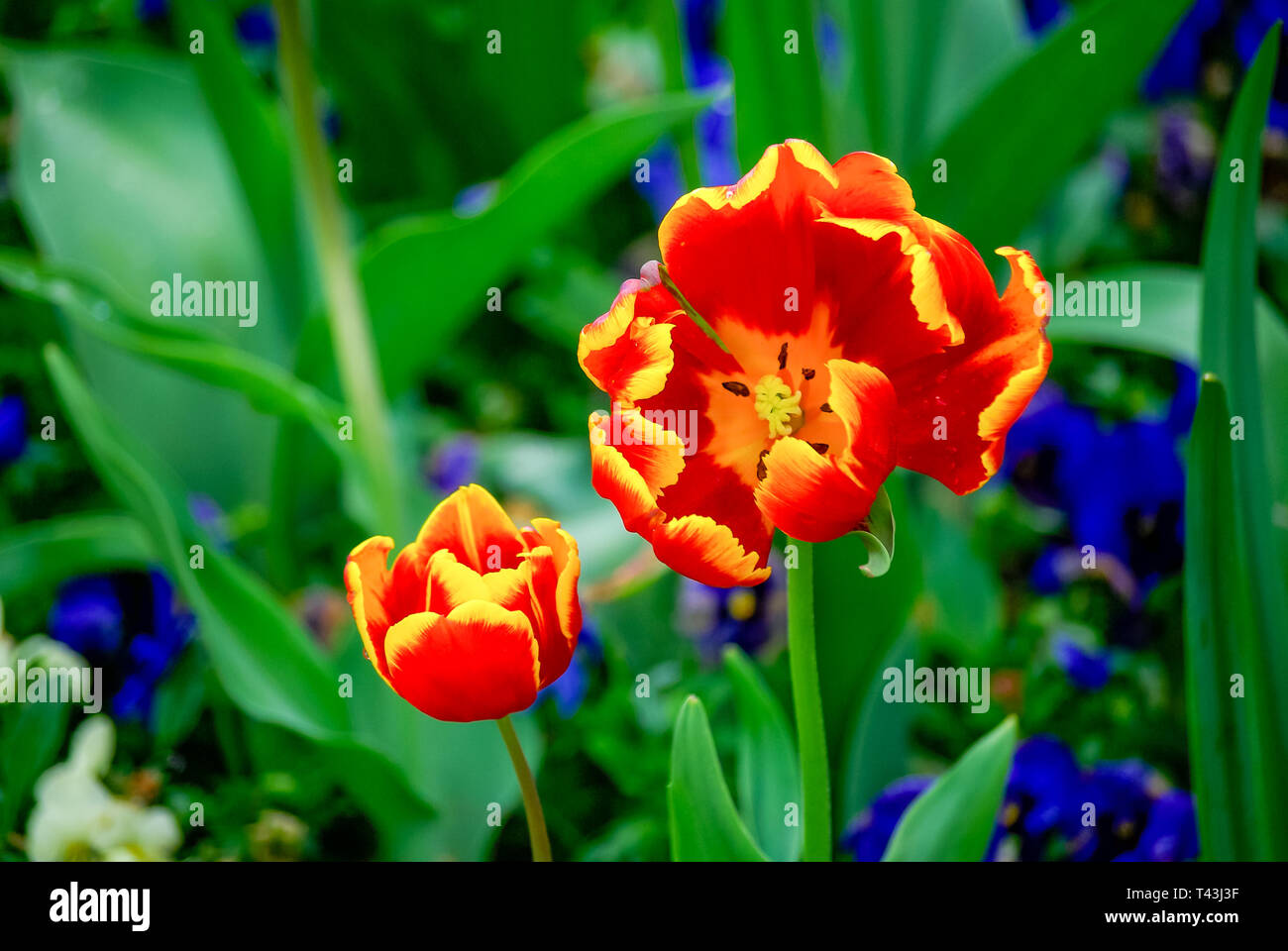 Two red-orange tulips in a flower field Stock Photo - Alamy