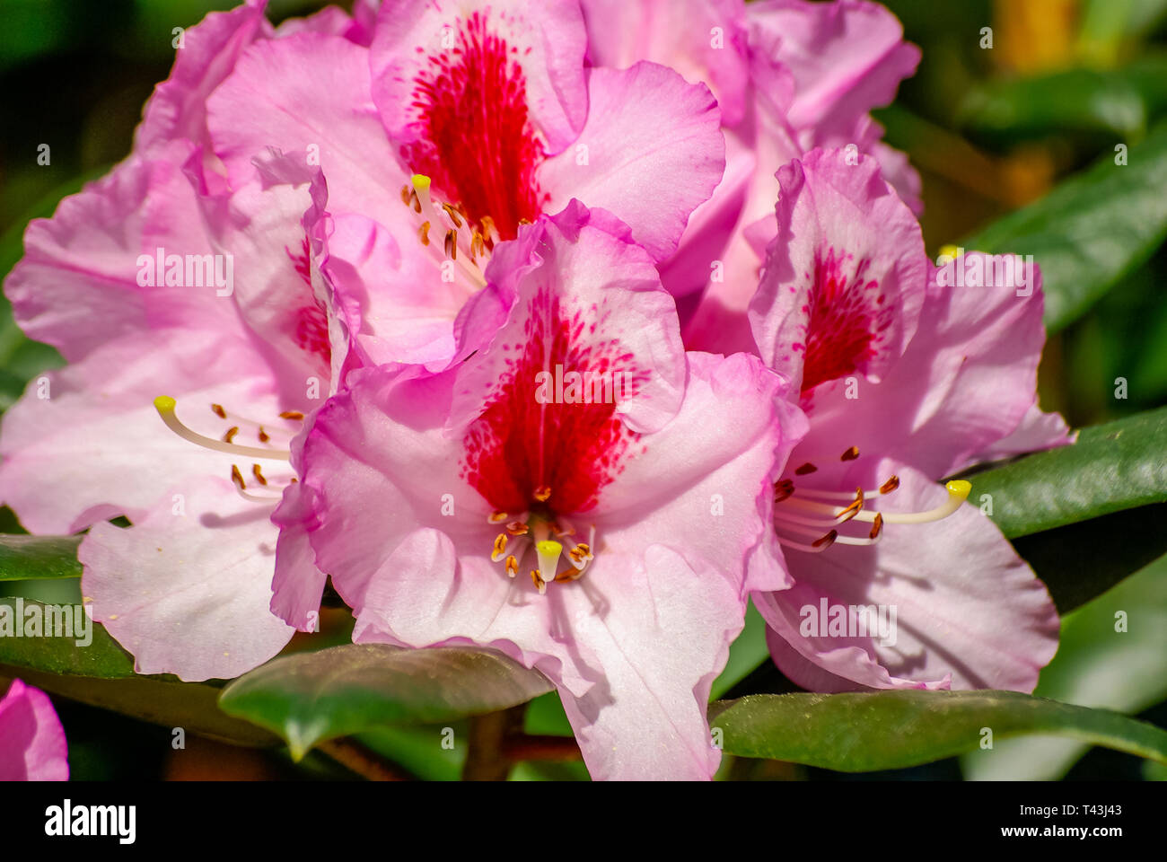 Flowering rhododendron in full splendour Stock Photo - Alamy