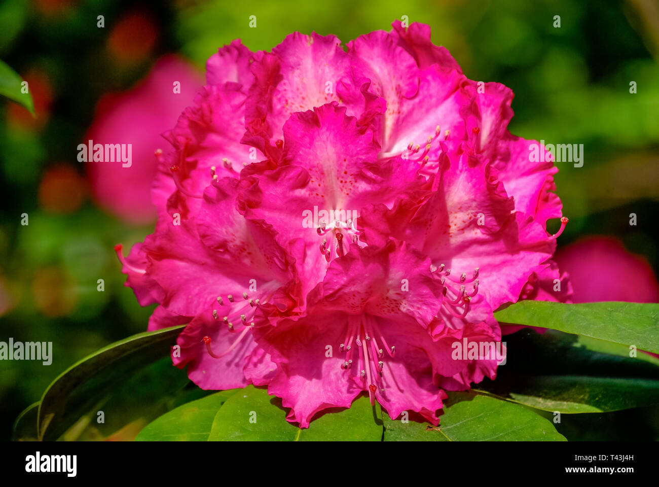 Flowering rhododendron in full splendour Stock Photo - Alamy