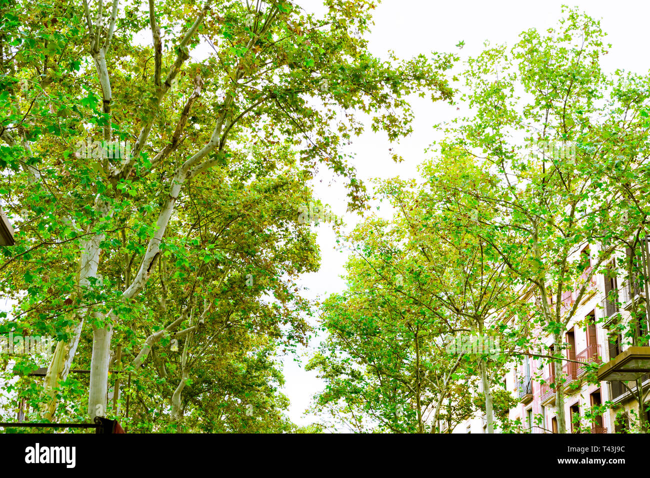 Barcelona, Spain. Trees in the Rambla in the afternoon in summer Stock ...