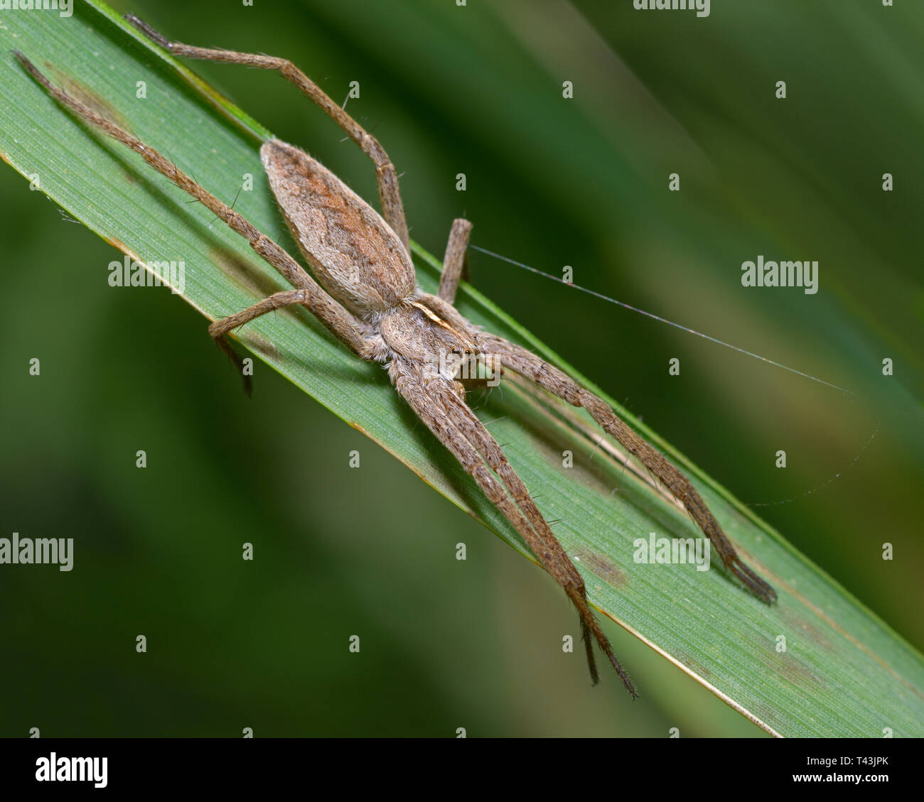 Red grass spider hi-res stock photography and images - Alamy