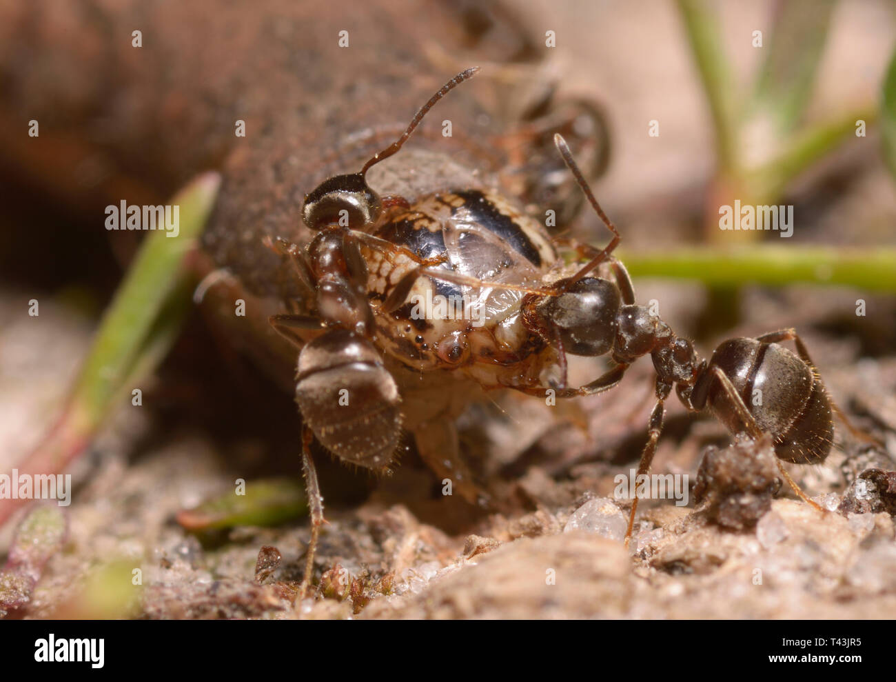 Ants pulling a grub gnawing it Stock Photo - Alamy