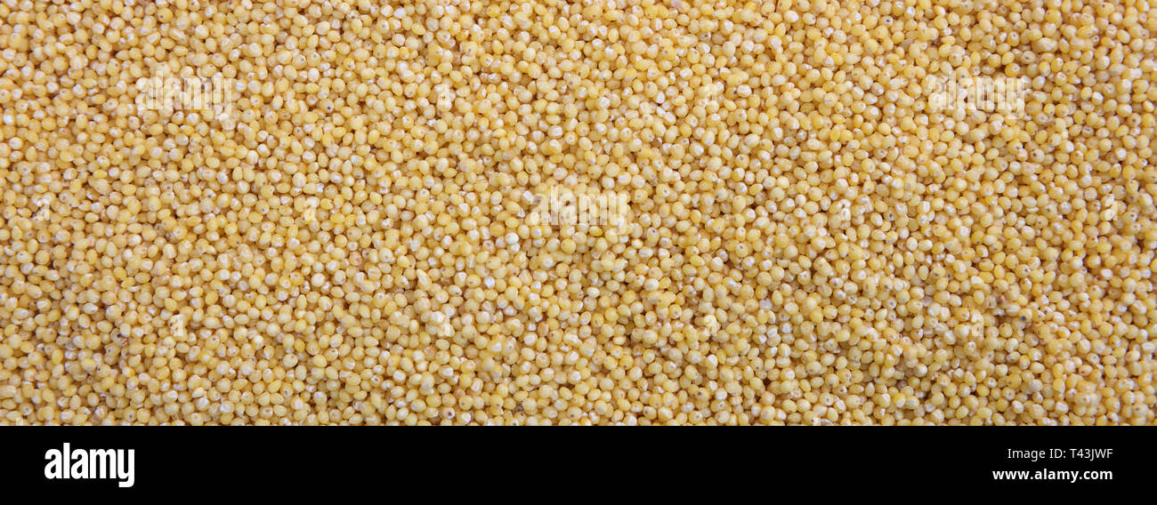 Raw millet dry seeds full frame background, banner. Close up top view ...