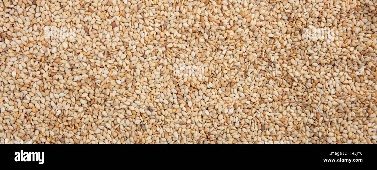 Raw sesame dry grains white color full frame background, banner. Close ...