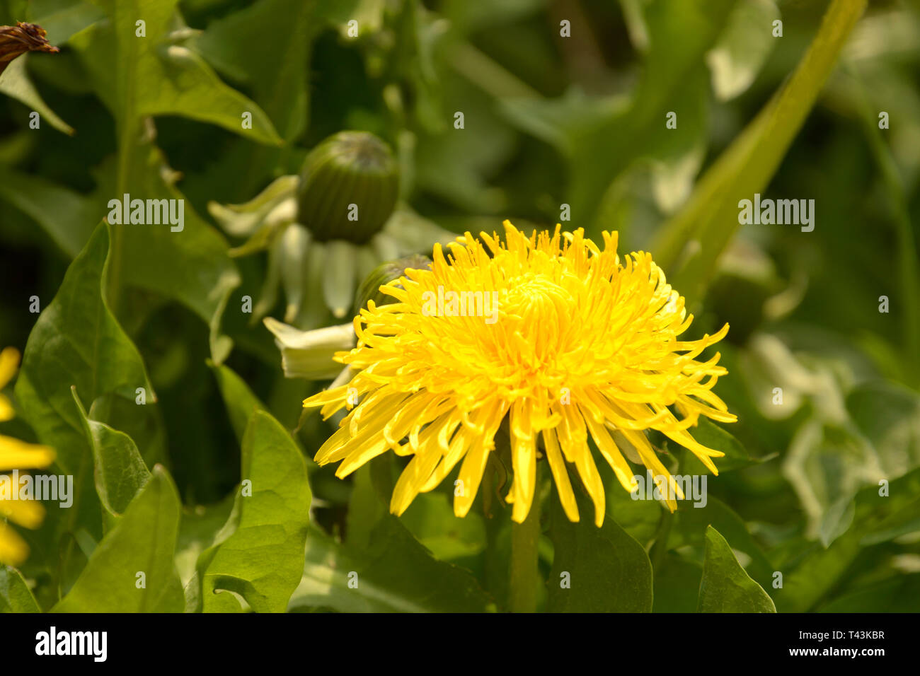 bright yellow glowing dandelions on a green meadow, spring theme with ...