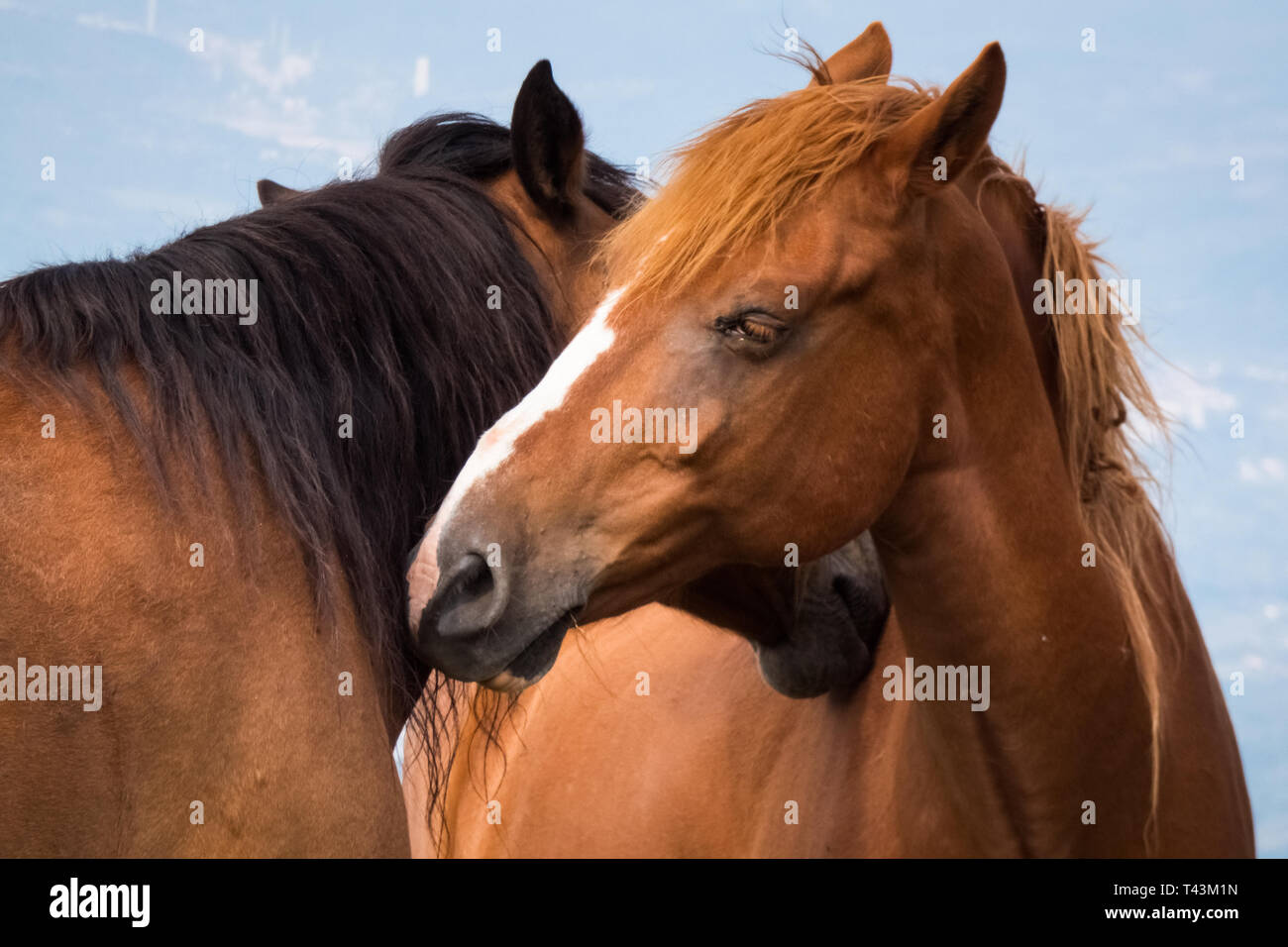 Wild horses in nature Stock Photo - Alamy