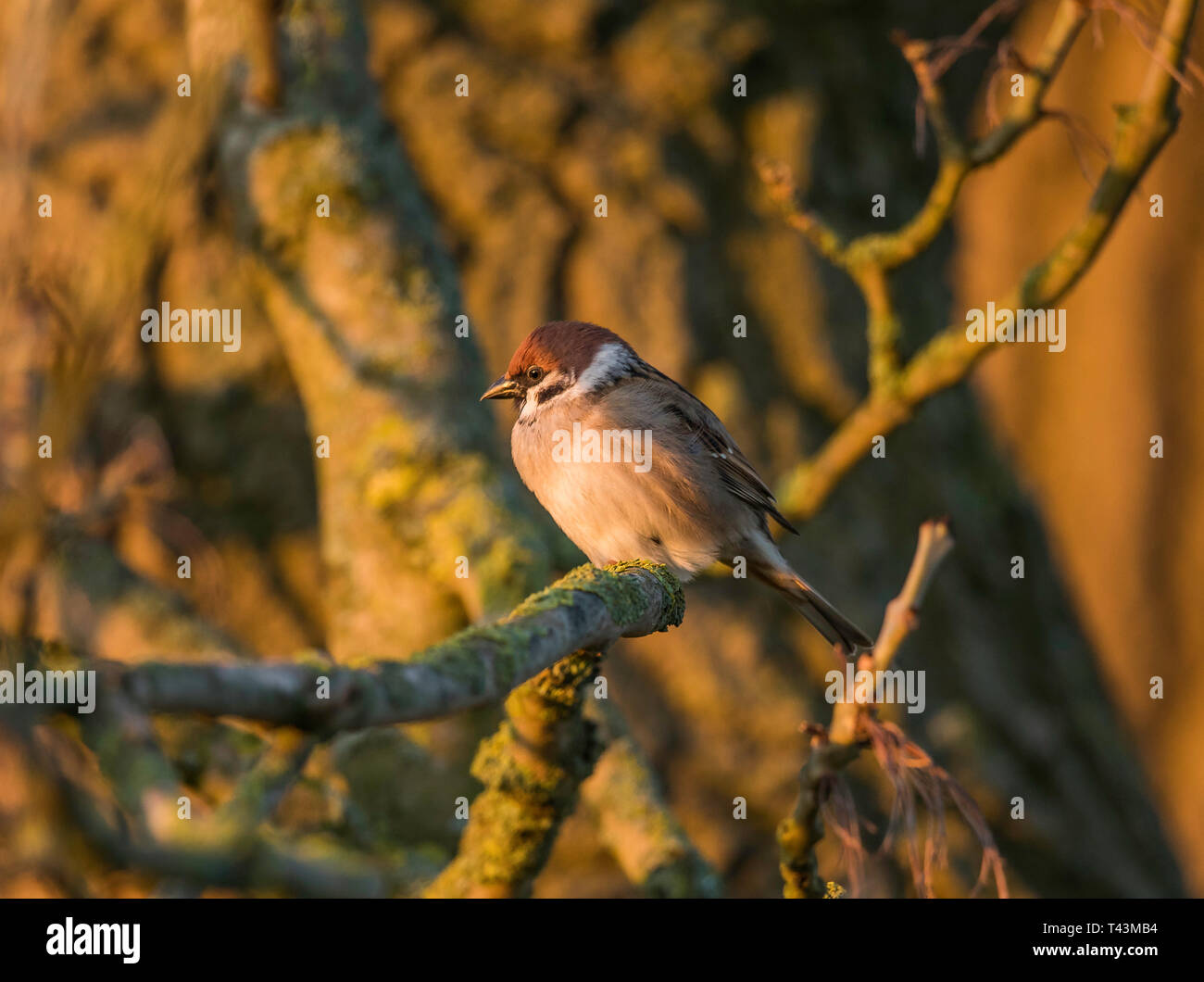 Tree sparrow field family hi-res stock photography and images - Alamy