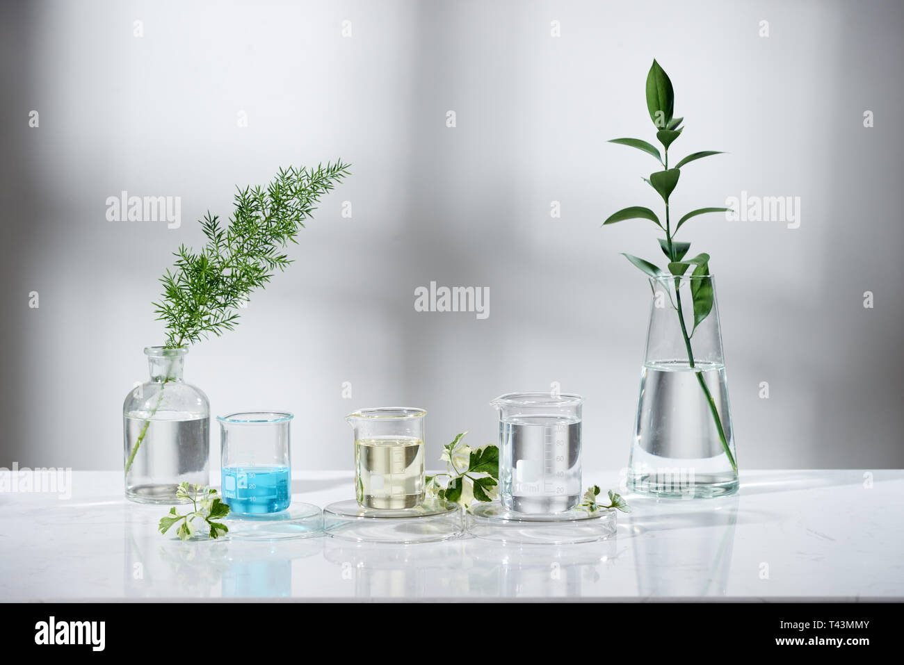 laboratory experiment and research with leaf, oil and ingredient ...