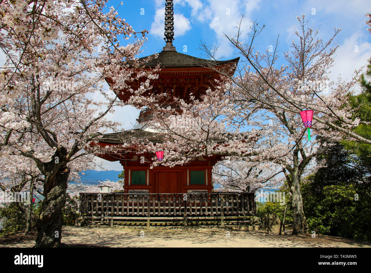 Shinto temple on Miyajima island surrounded by sakura blossom trees ...