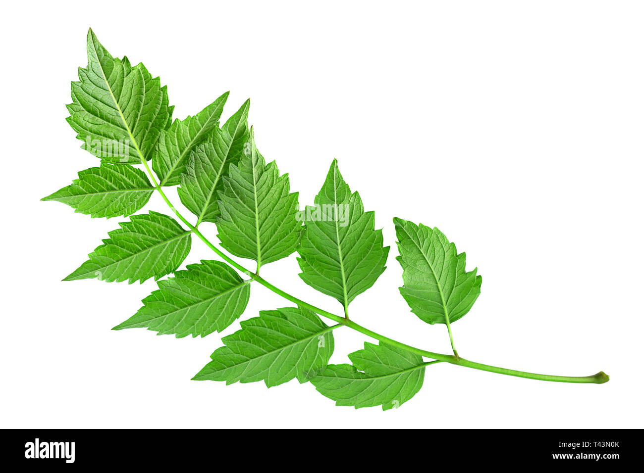 Tecoma flower leaf closeup on white background Stock Photo - Alamy