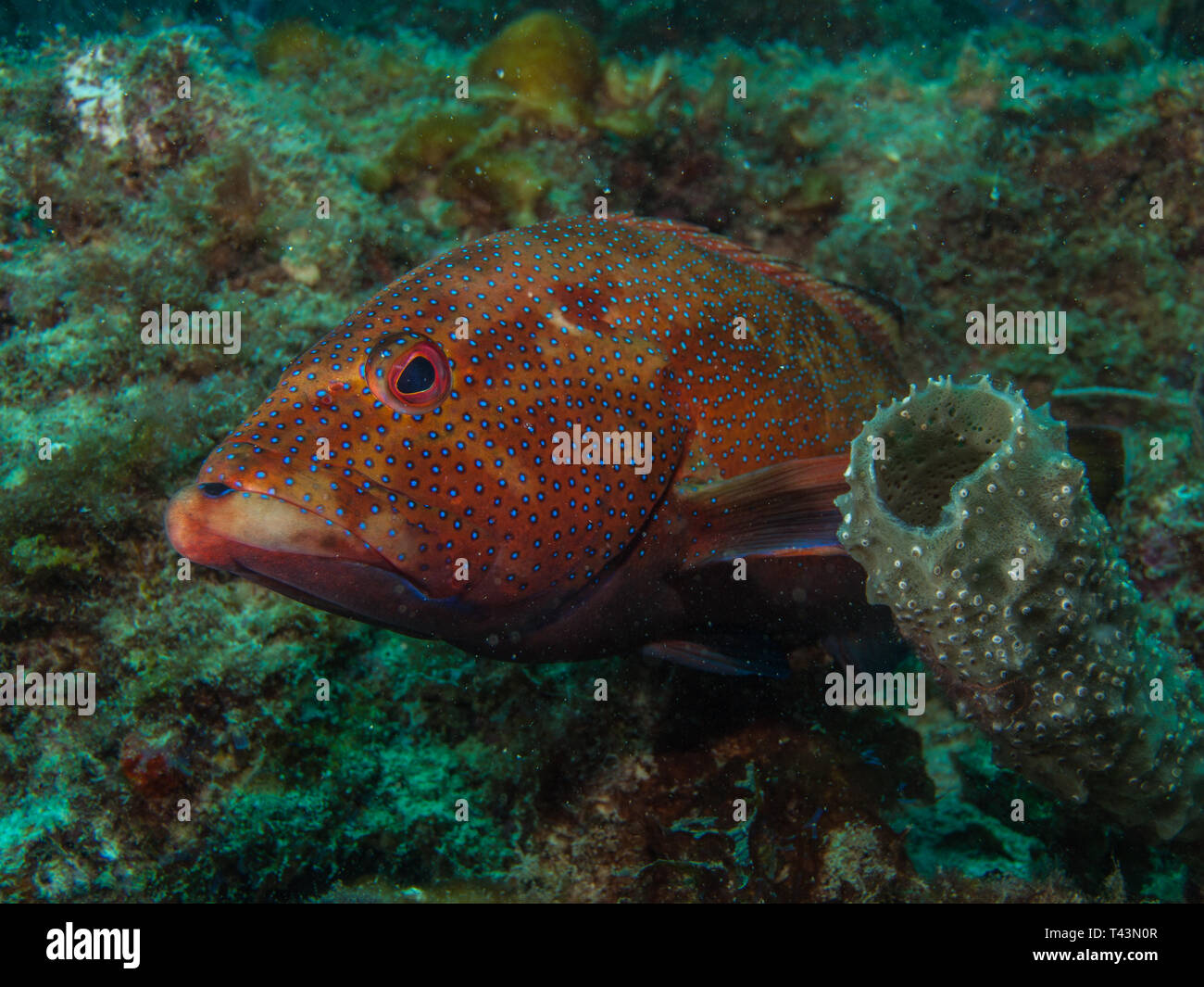 Coney fish caribbean hi-res stock photography and images - Alamy