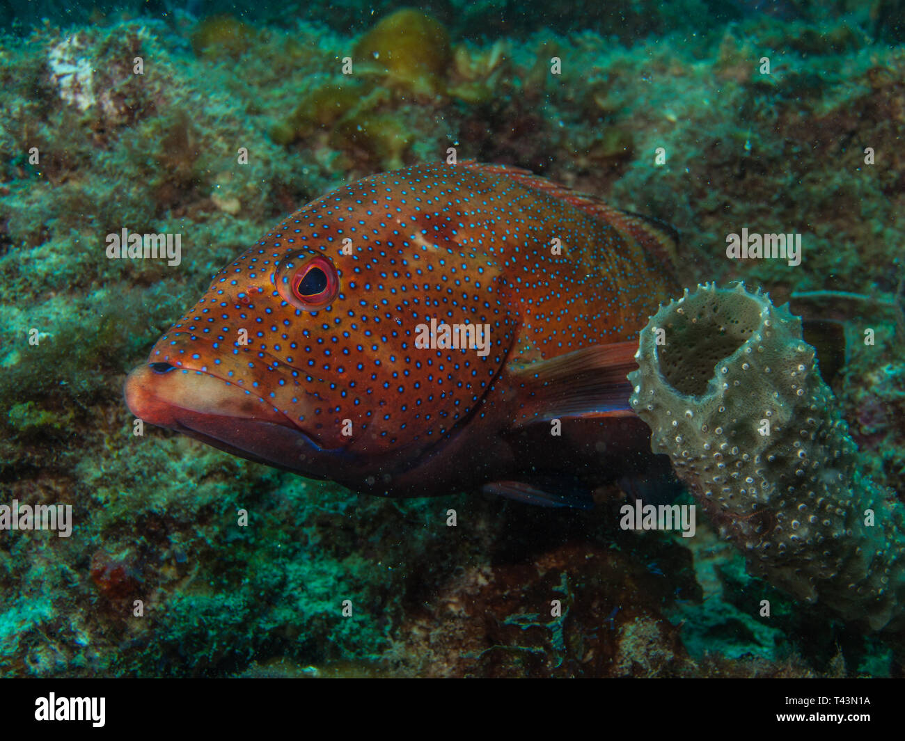 Coney fish caribbean hi-res stock photography and images - Alamy