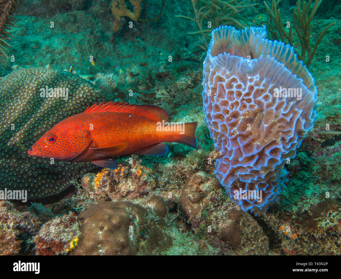 Cephalopholis fulva - coney grouper Stock Photo - Alamy