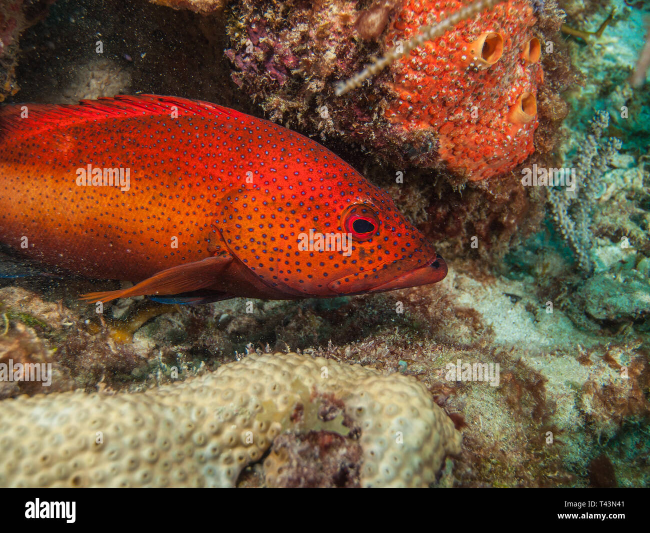Cephalopholis fulva - coney grouper Stock Photo - Alamy