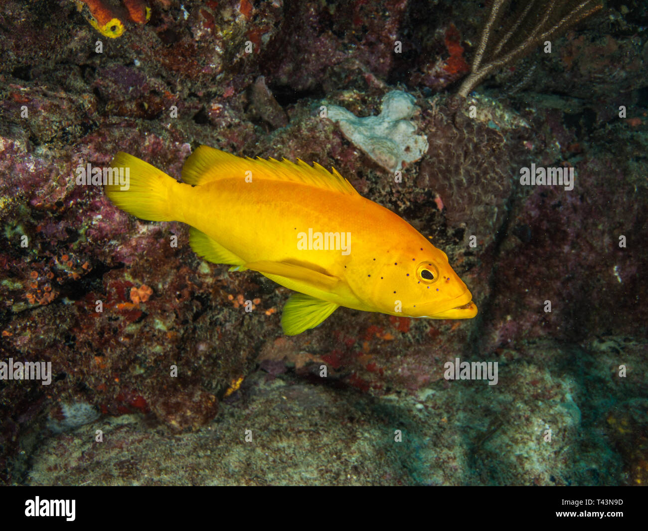 Coney - Cephalopholis fulva Stock Photo - Alamy