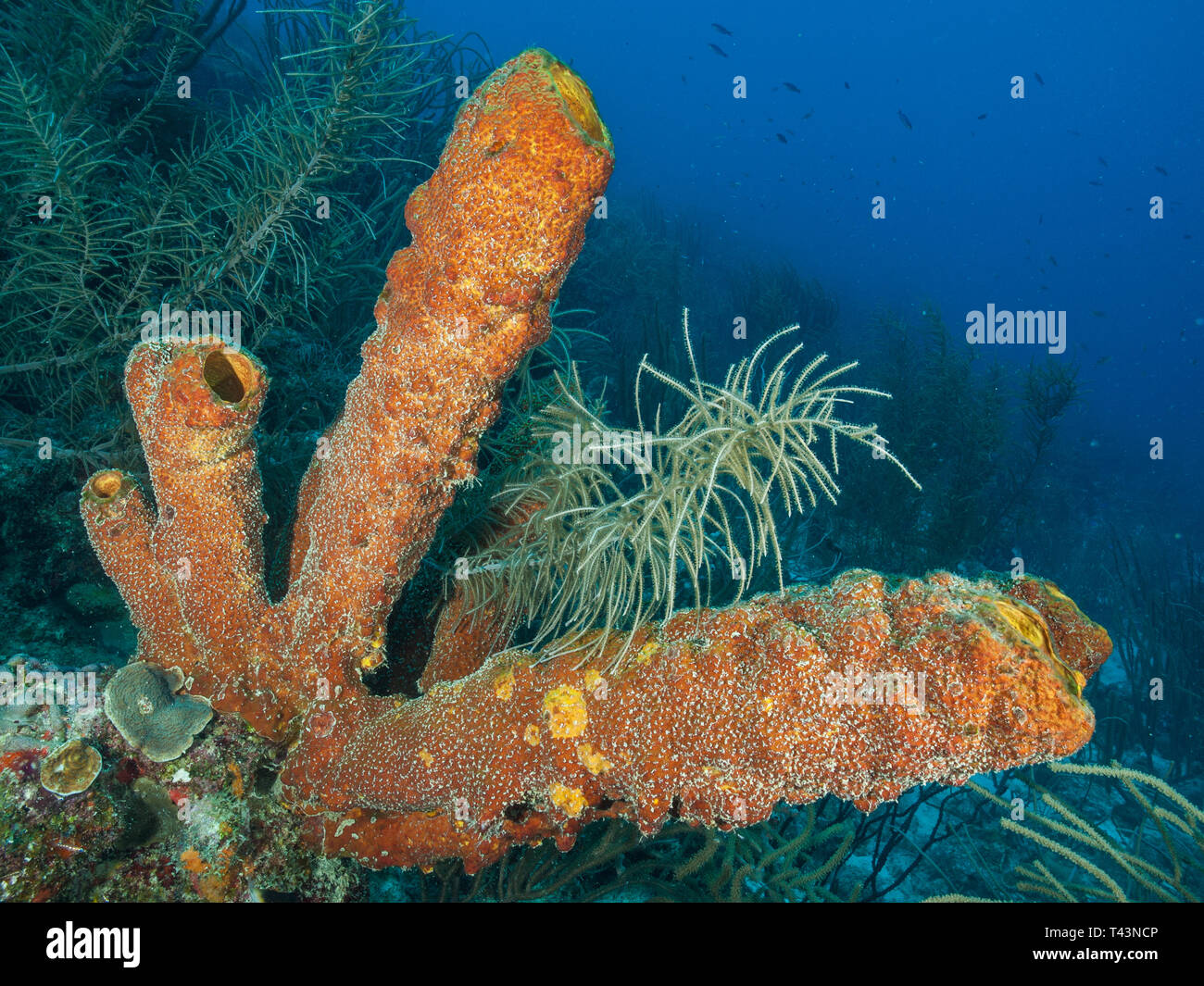 Latin binomial nomenclature hi-res stock photography and images - Alamy