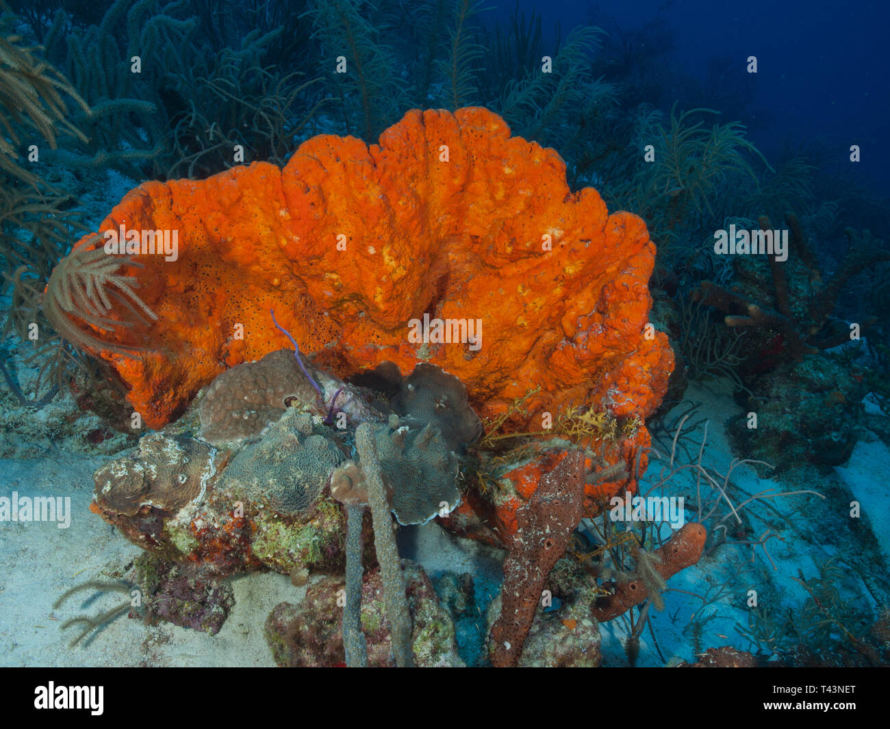Agelas clathrodes -Esponja Metazoa -Los Roques. Venezuela Stock Photo ...