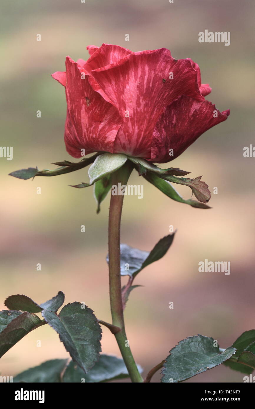 Macro nature photography hi-res stock photography and images - Alamy