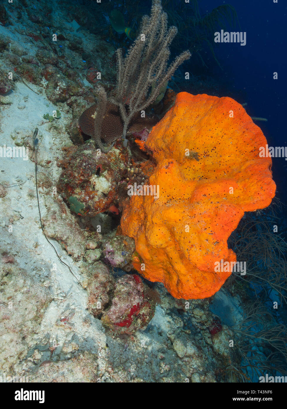 Phylum taxonomy hi-res stock photography and images - Alamy