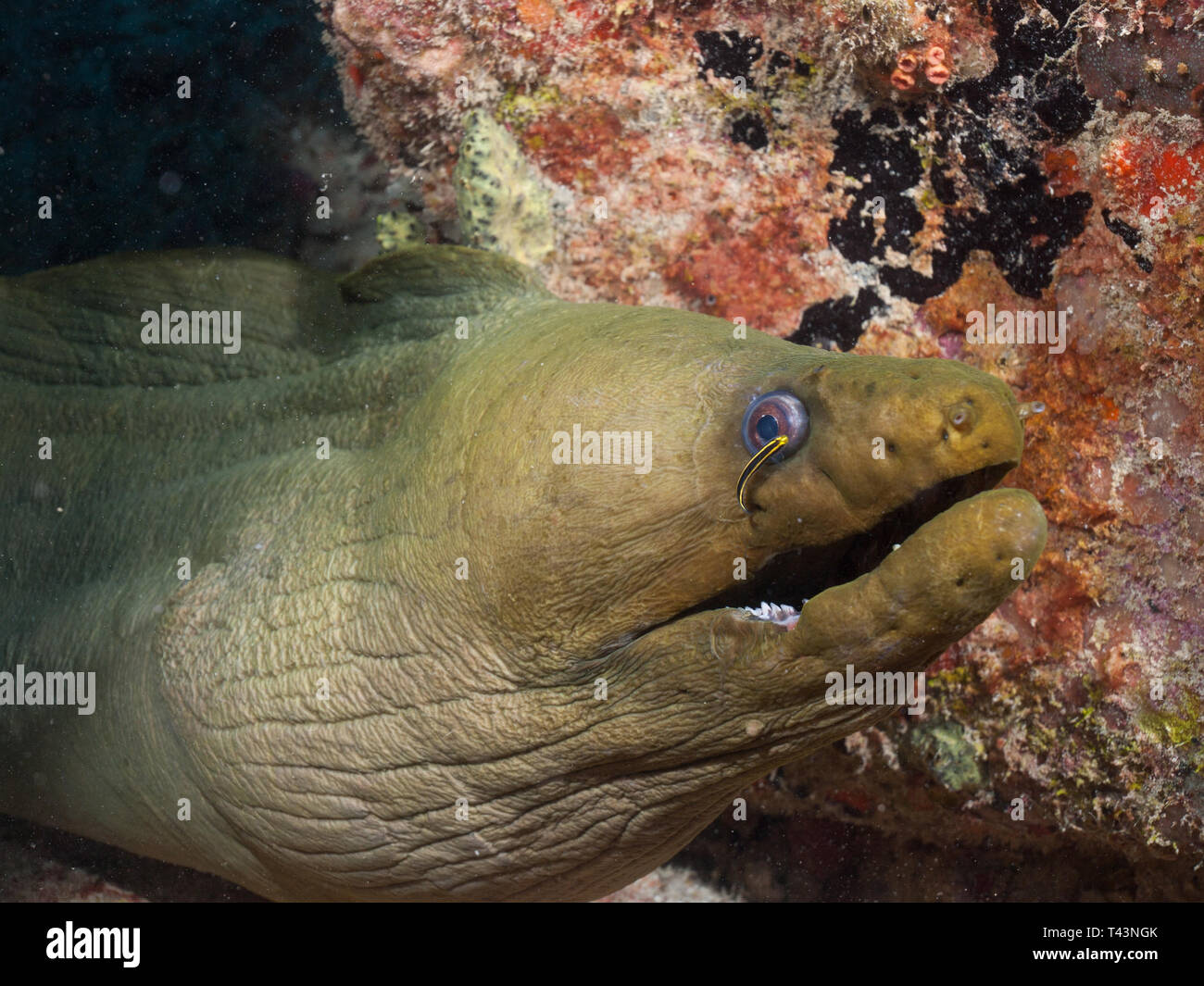 Moray eel teeth hi-res stock photography and images - Alamy