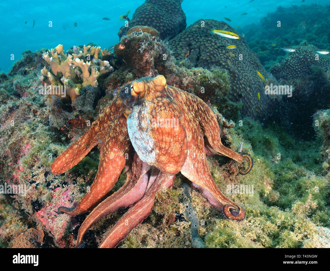 Common octopus octopus vulgaris hunting on coral reef Stock Photo - Alamy