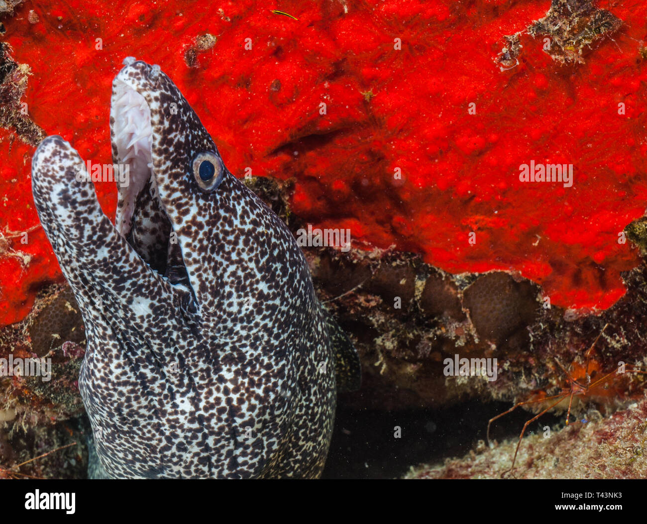 Morena Moteada (Gymnothorax moringa) Spotted Moray Stock Photo - Alamy