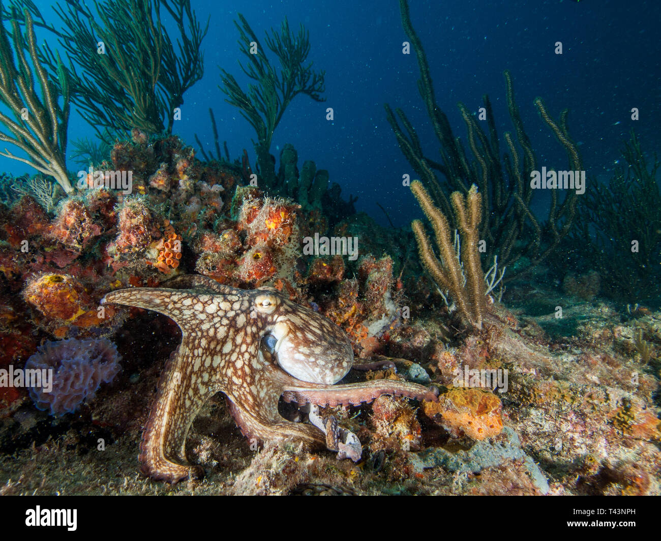 Common octopus octopus vulgaris hunting on coral reef Stock Photo - Alamy