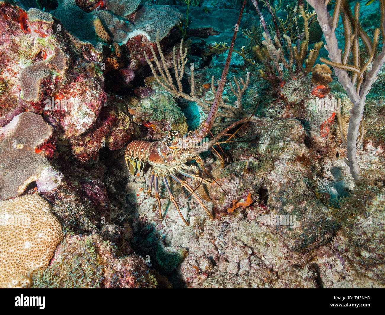 Panulirus argus white hi-res stock photography and images - Alamy