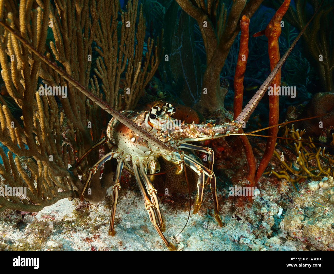 Spiny Lobster (Panulirus argus).on the reef LOS ROQUES VENEZUELA Stock ...
