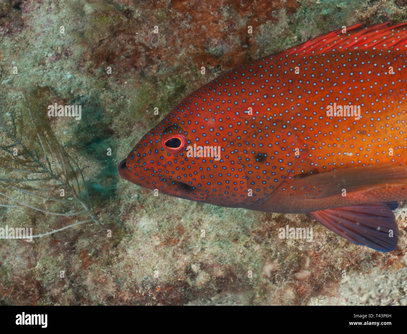 Coney - Cephalopholis fulva Stock Photo - Alamy