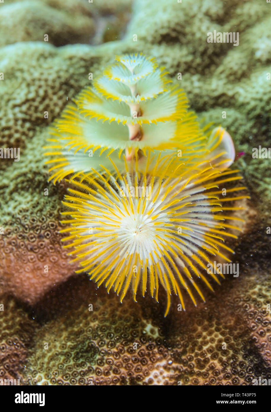 Colorful Christmas Tree Worm, Spirobranchus giganteus, Caribbean Sea ...