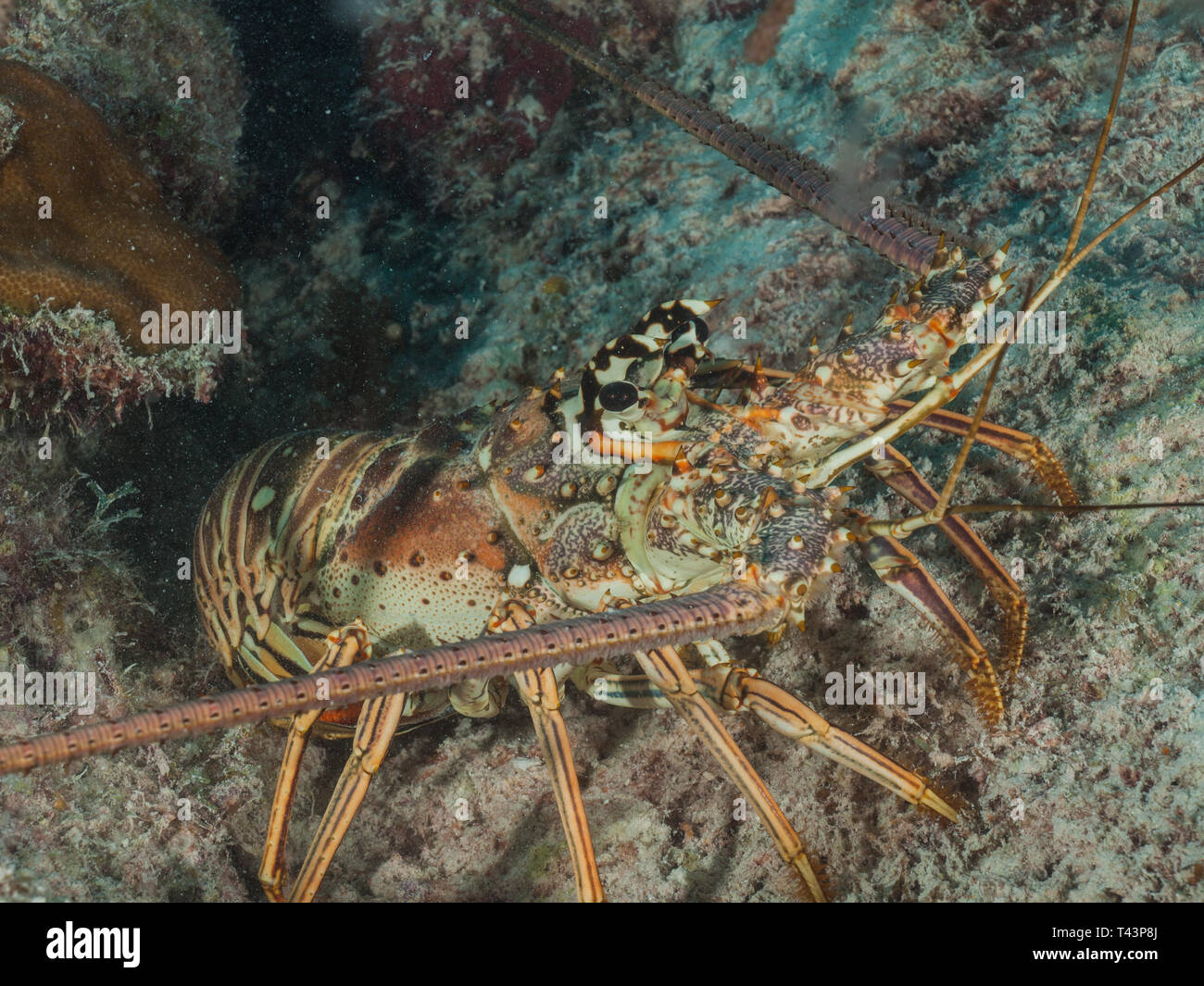 Spiny Lobster (Panulirus argus).on the reef Stock Photo - Alamy