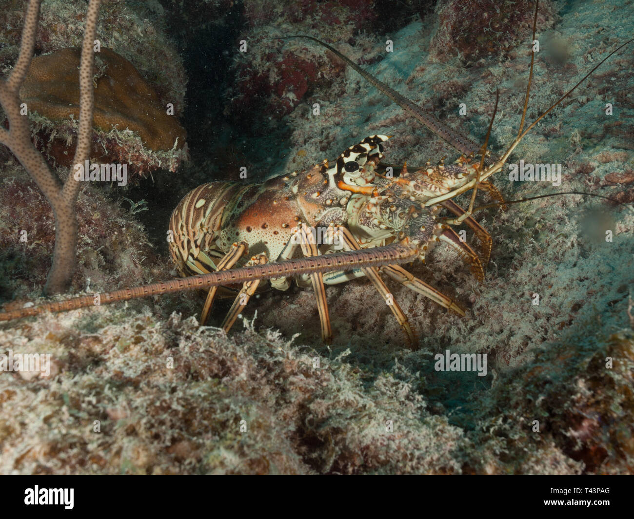 Panulirus High Resolution Stock Photography and Images - Alamy
