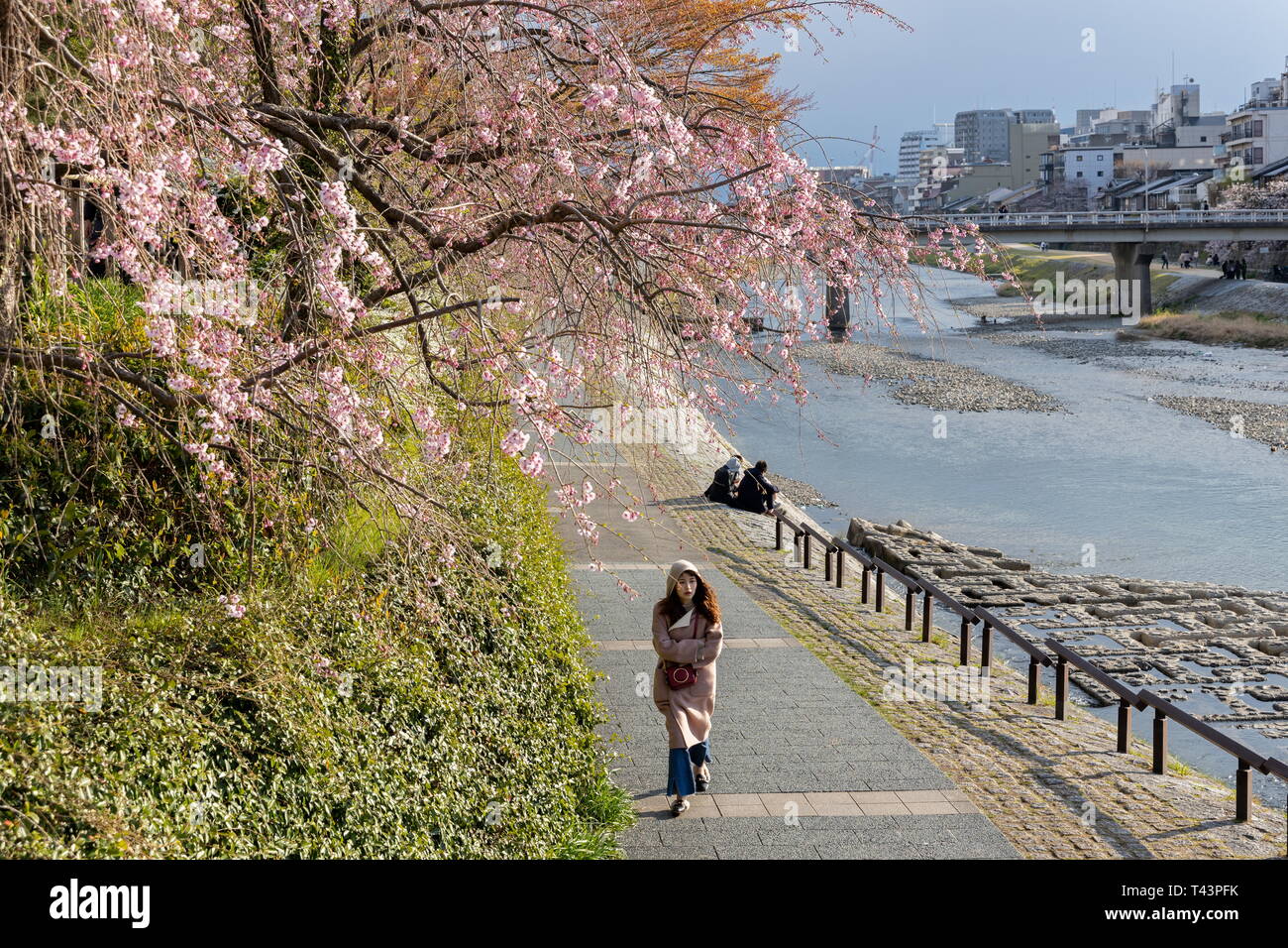 A woman walks along the Kamo River in Kyoto, Japan on April 1, 2019 ...