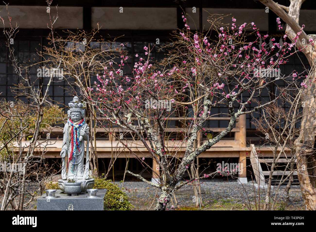 Cherry blossoms at Renge-in monastery in Koyasan, Japan on April 2 2019 ...