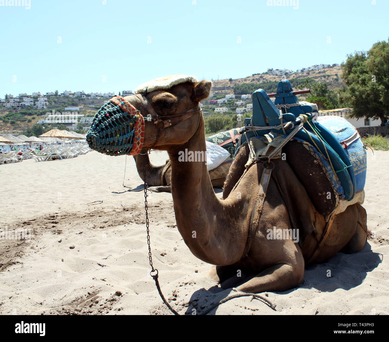 Camel beach bodrum hi-res stock photography and images - Alamy