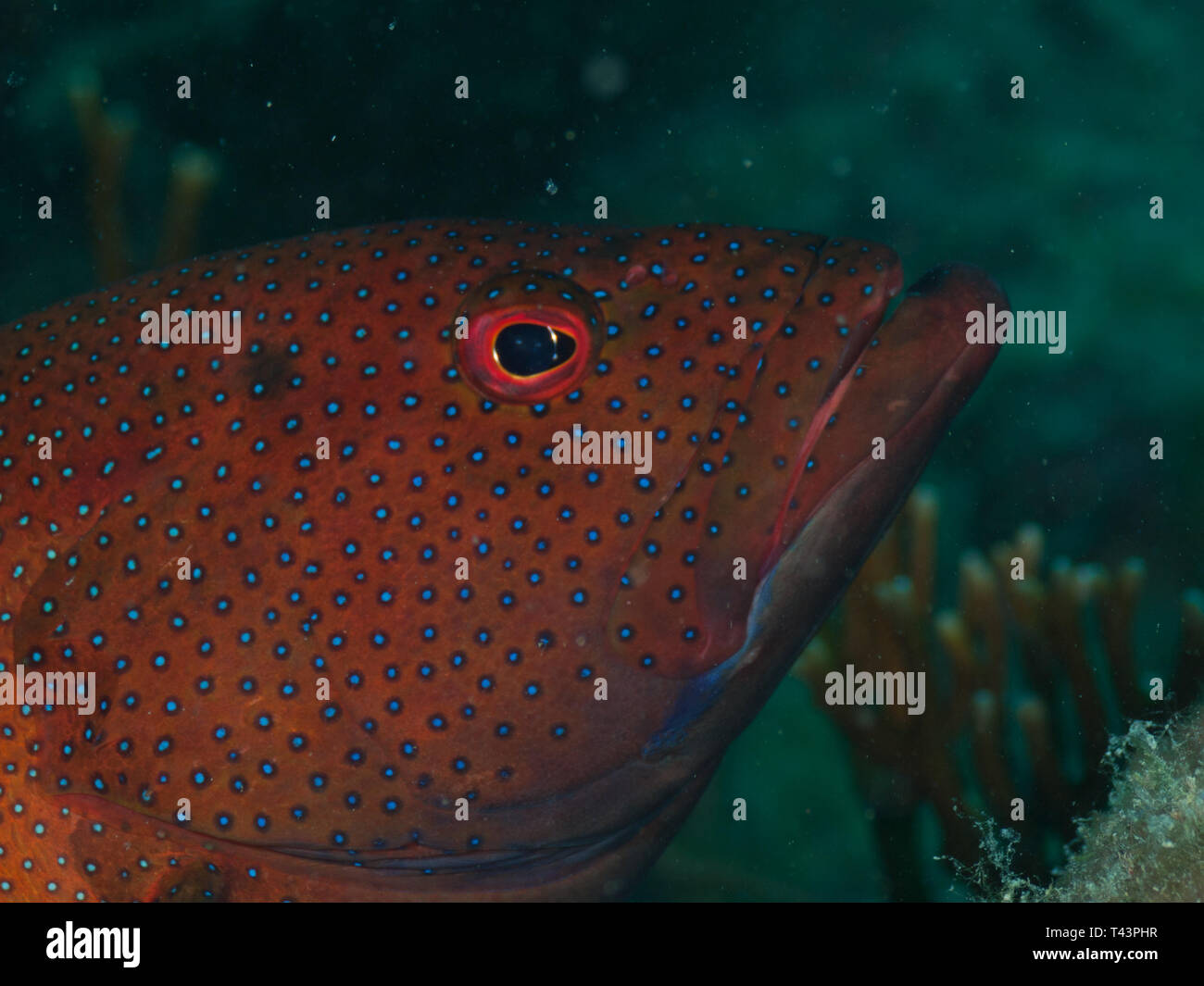 Cephalopholis fulva - coney grouper underwater Caribbean Sea Los Roques ...