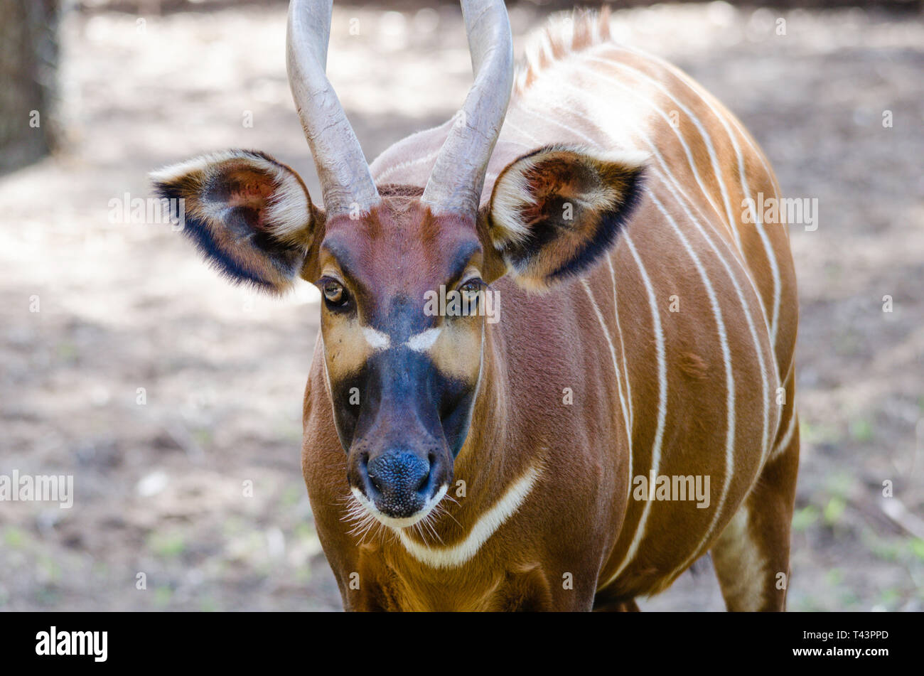 The Eastern or Mountain Bongo (Tragelaphus eurycerus ssp. isaaci Stock ...