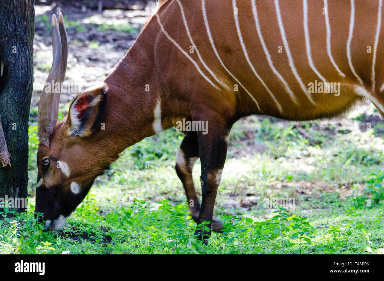 Kenyan mountain bongo hi-res stock photography and images - Alamy