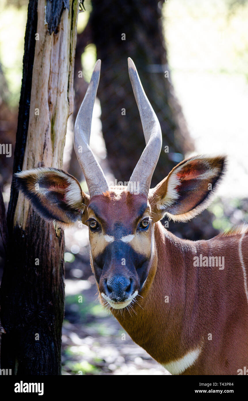 Kenyan mountain bongo hi-res stock photography and images - Alamy