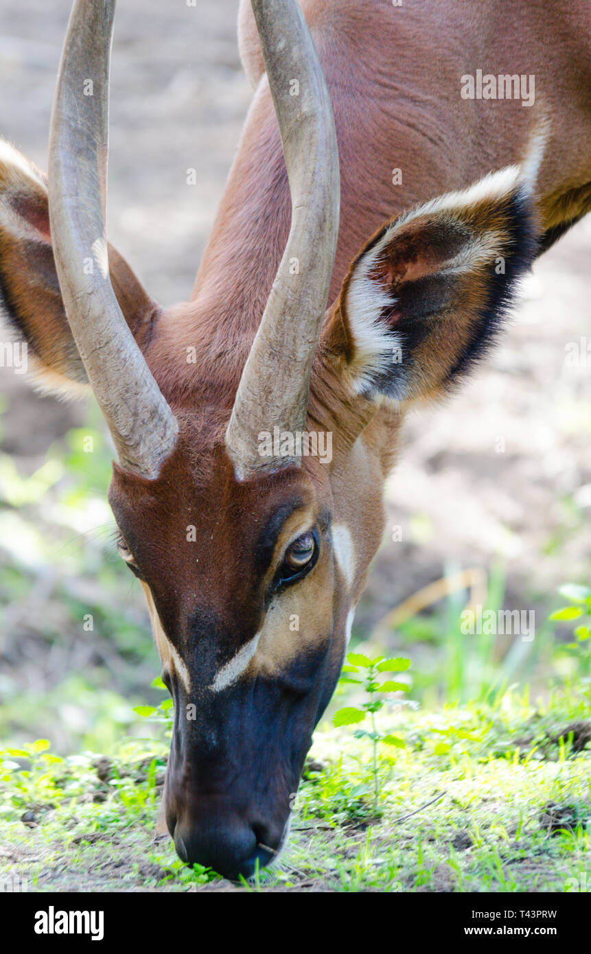 The Eastern or Mountain Bongo (Tragelaphus eurycerus ssp. isaaci Stock ...