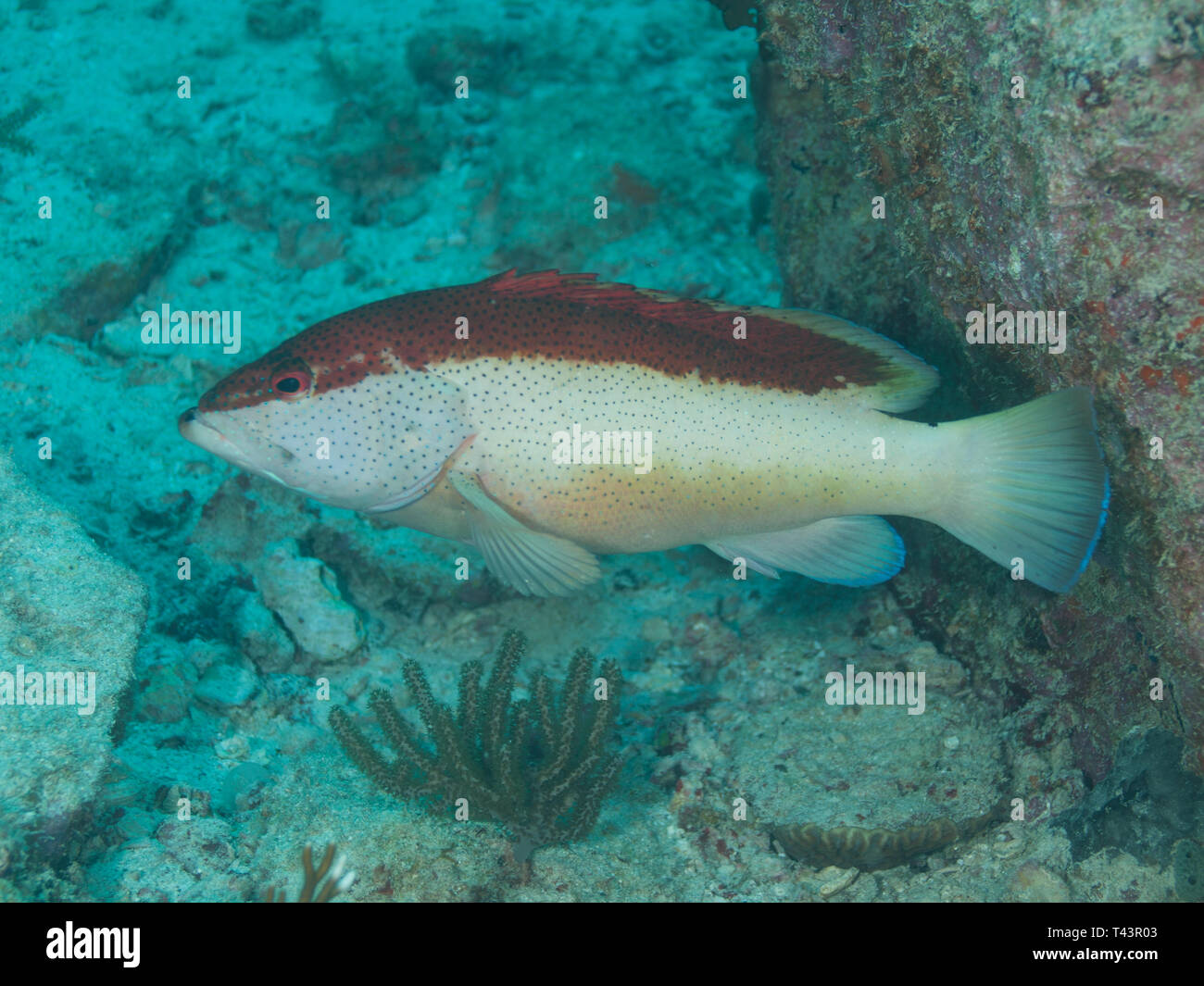 Coney Grouper, Cephalopholis fulva., EPINEPHELUS FULVUS, Los Roques ...